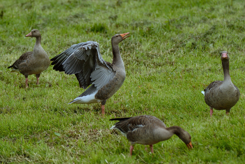 Graugänse - Fotos - Medienwerkstatt-Wissen © 2006-2025 Medienwerkstatt