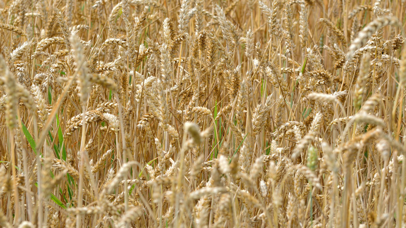 Weizen - Fotos 1 - Medienwerkstatt-Wissen © 2006-2025 Medienwerkstatt