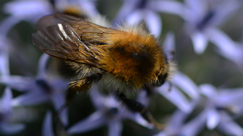 Hummel - Fotos 4 - Medienwerkstatt-Wissen © 2006-2026 Medienwerkstatt