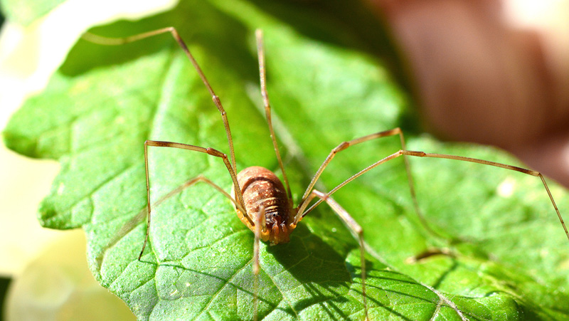 Weberknecht - Fotos - Medienwerkstatt-Wissen © 2006-2024 Medienwerkstatt