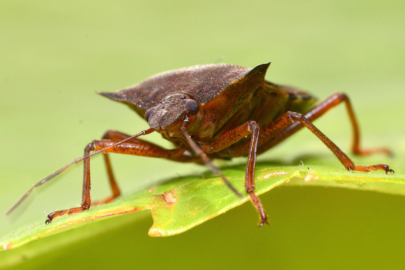 Grüne Stinkwanze - Fotos 1 - Medienwerkstatt-Wissen © 2006-2023 ...