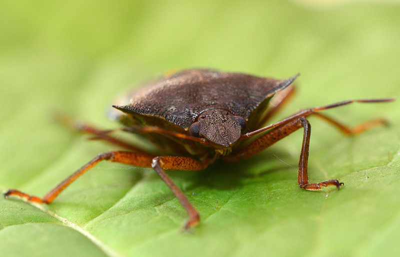 Grüne Stinkwanze - Fotos 2 - Medienwerkstatt-Wissen © 2006-2022 ...