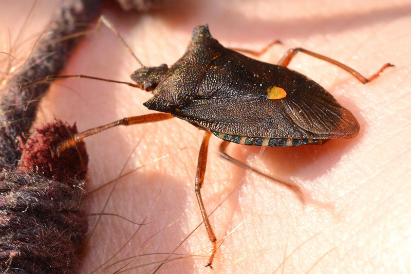 Grüne Stinkwanze - Fotos 3 - Medienwerkstatt-Wissen © 2006-2023 ...