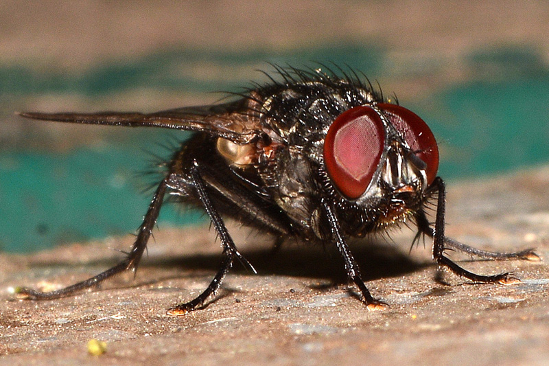 Graue Fleischfliege - Aasfliege - Fotos 1 - Medienwerkstatt-Wissen ...