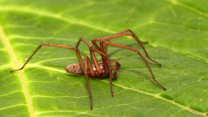 Hauswinkelspinne - allgemein - Medienwerkstatt-Wissen © 2006-2025 ...