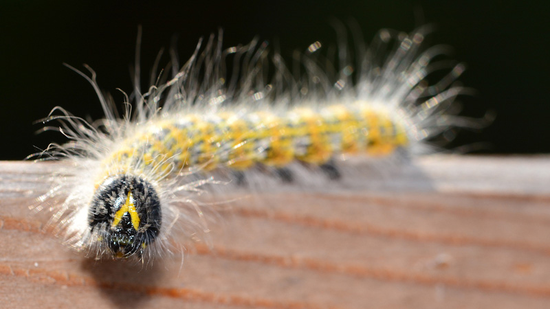 Raupe - Medienwerkstatt-Wissen © 2006-2025 Medienwerkstatt