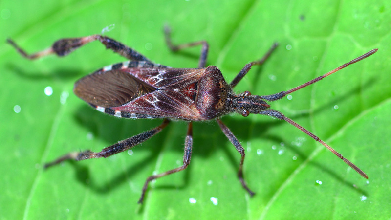 Grüne Stinkwanze - Fotos 4 - Medienwerkstatt-Wissen © 2006-2023 ...