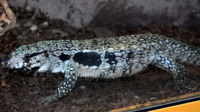 Schwarzweißer Teju - Fotos - Medienwerkstatt-Wissen © 2006-2024 ...