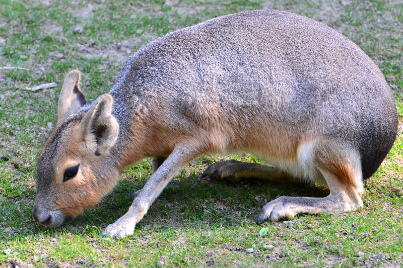 Große Mara - Medienwerkstatt-Wissen © 2006-2025 Medienwerkstatt