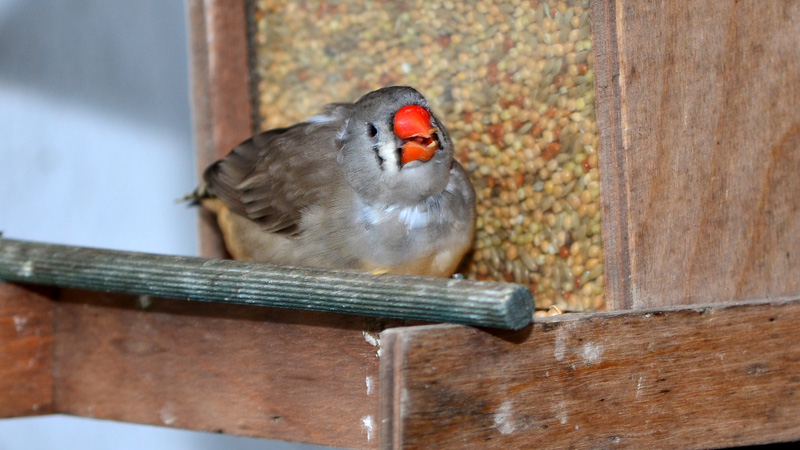 Zebrafink - Fotos 2 - Medienwerkstatt-Wissen © 2006-2025 Medienwerkstatt