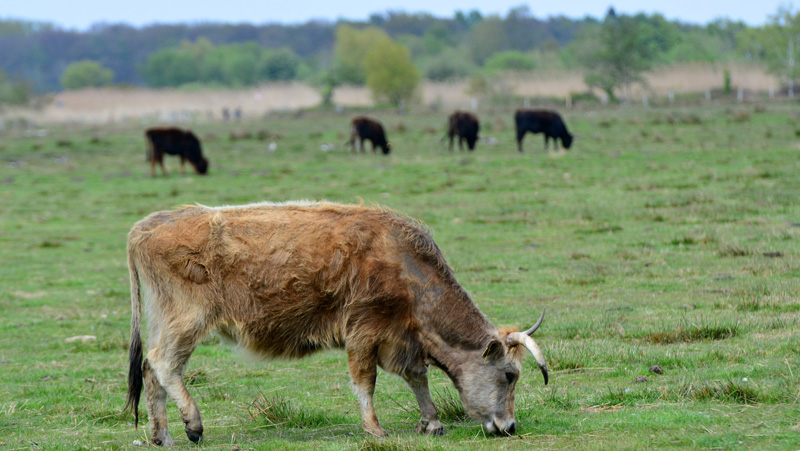 Heckrinder - allgemein - Medienwerkstatt-Wissen © 2006-2025 Medienwerkstatt