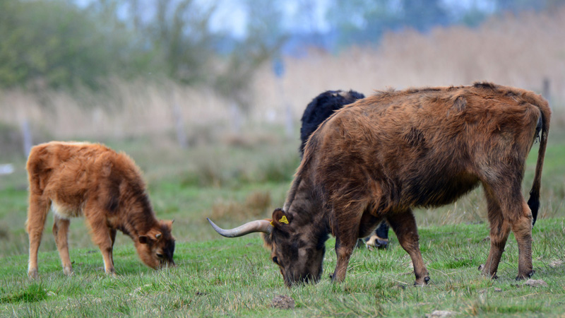Heckrinder - allgemein - Medienwerkstatt-Wissen © 2006-2025 Medienwerkstatt