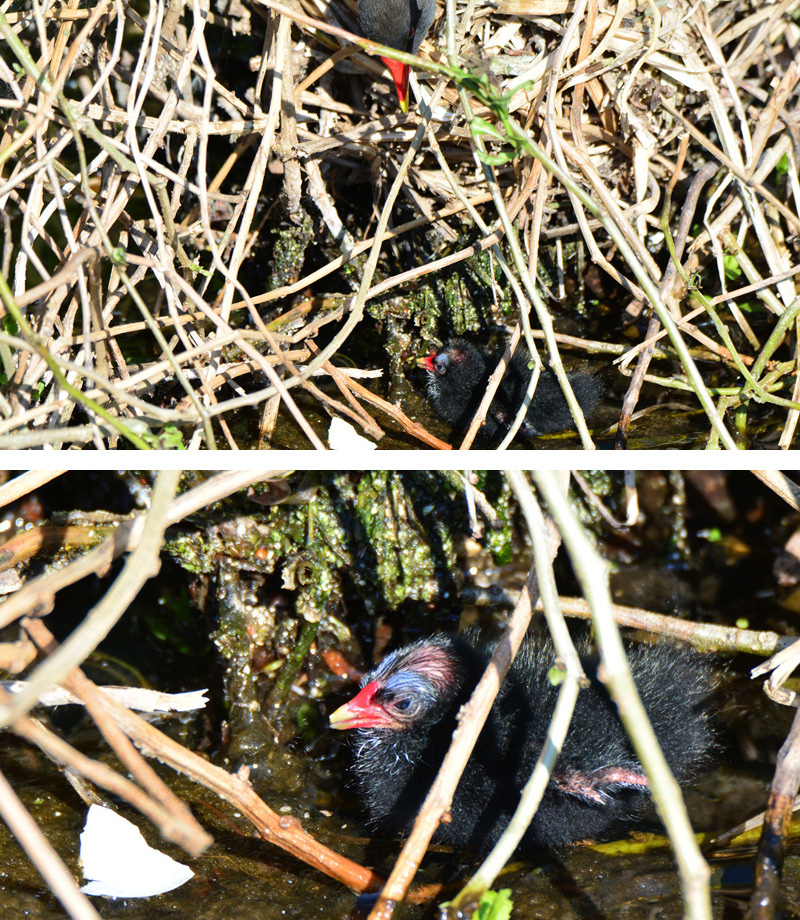 10. Mai - das erste Mal im Wasser - Medienwerkstatt-Wissen © 2006-2025 ...