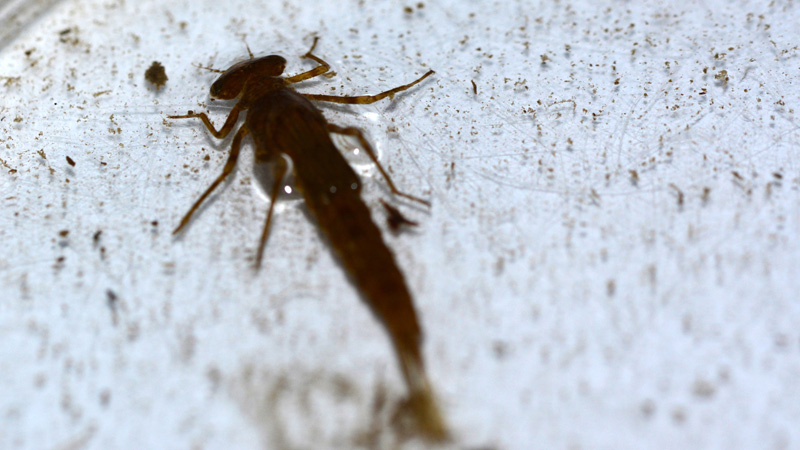 Libellenlarve - Foto - Medienwerkstatt-Wissen © 2006-2025 Medienwerkstatt