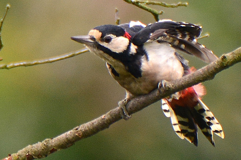 Buntspecht - Fotos 2 - Medienwerkstatt-Wissen © 2006-2025 Medienwerkstatt