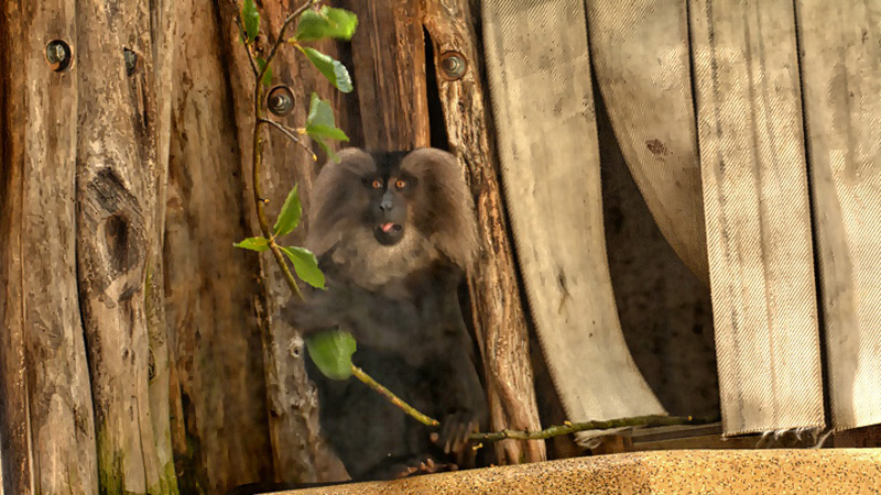 Bartaffe - Medienwerkstatt-Wissen © 2006-2024 Medienwerkstatt