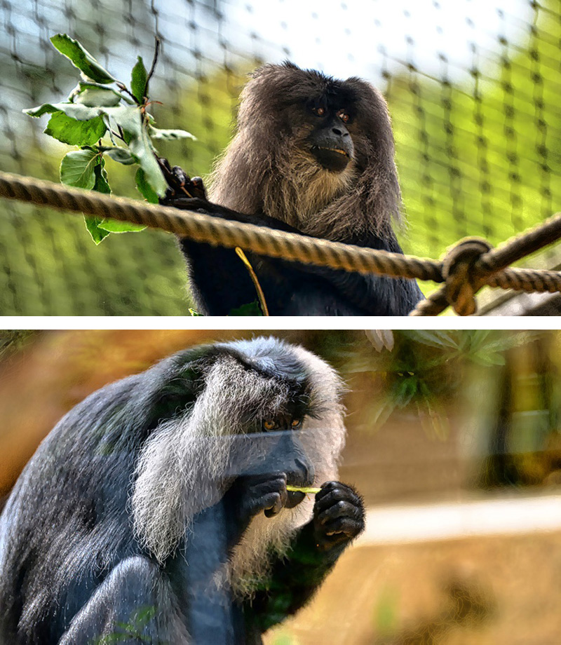 Bartaffe - Medienwerkstatt-Wissen © 2006-2025 Medienwerkstatt