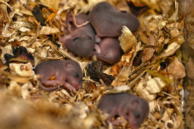 Afrikanische Knirpsmausbabys - Fotos 1 - Medienwerkstatt-Wissen © 2006 ...