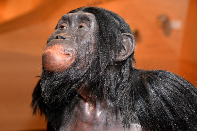 Australopithecus Lucy The Tale Of Anthropology’s Sweetheart: Lucy