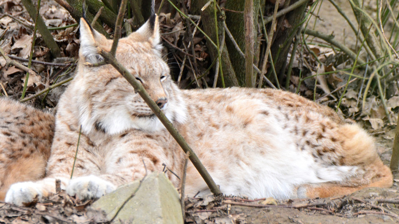 Luchs - allgemein - Medienwerkstatt-Wissen © 2006-2025 Medienwerkstatt