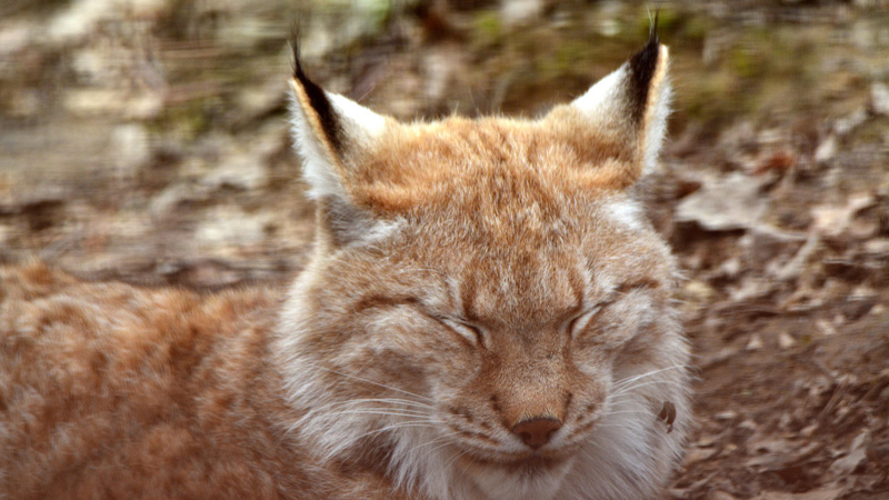 Luchs - Fotos - Medienwerkstatt-Wissen © 2006-2023 Medienwerkstatt