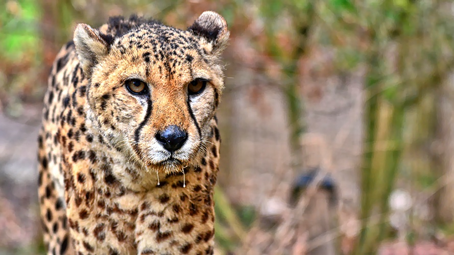 Gepard - Fotos 2 - Medienwerkstatt-Wissen © 2006-2025 Medienwerkstatt