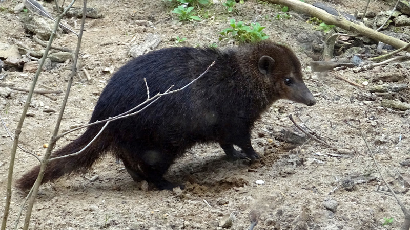 Dunkelkusimanse - Fotos - Medienwerkstatt-Wissen © 2006-2025 Medienwerkstatt