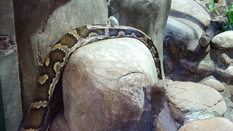 Tigerpython - Fotos - Medienwerkstatt-Wissen © 2006-2025 Medienwerkstatt