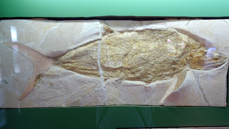 Fossilium - Fotos 4 - Medienwerkstatt-Wissen © 2006-2025 Medienwerkstatt