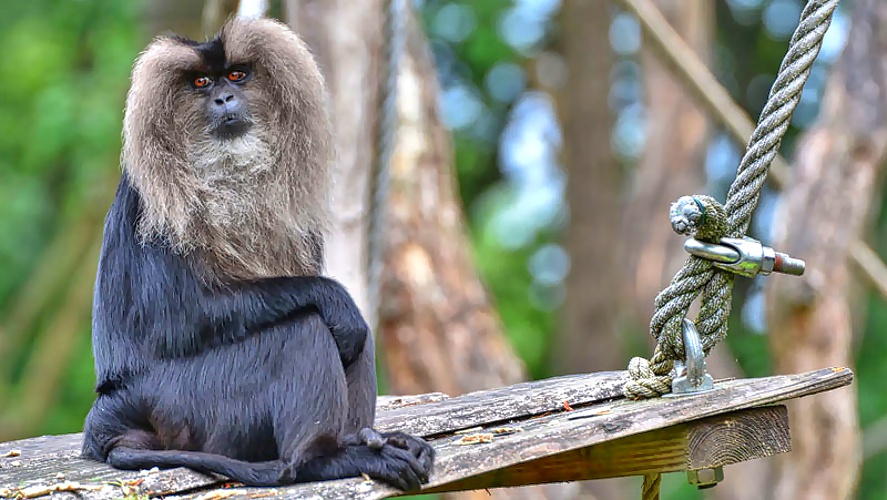 Bartaffe - allgemein - Medienwerkstatt-Wissen © 2006-2023 Medienwerkstatt