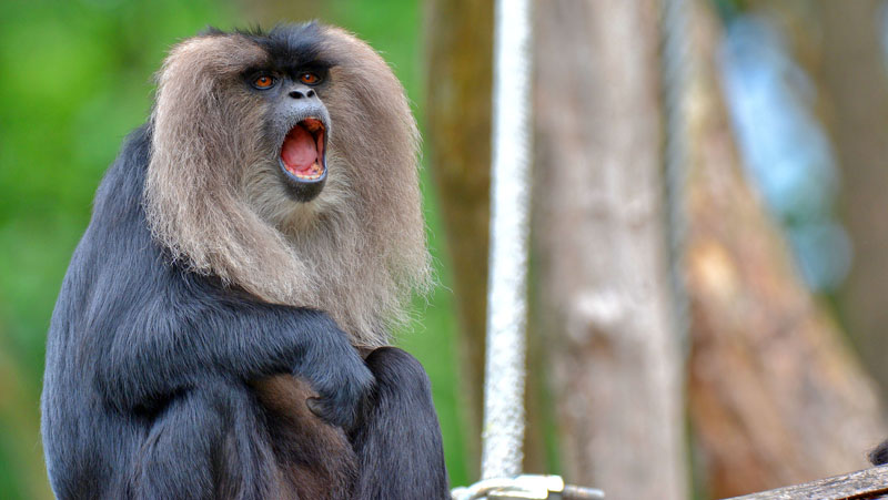 Bartaffe - Fotos - Medienwerkstatt-Wissen © 2006-2021 Medienwerkstatt