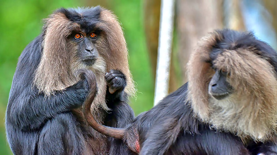 Bartaffe - Fotos - Medienwerkstatt-Wissen © 2006-2025 Medienwerkstatt