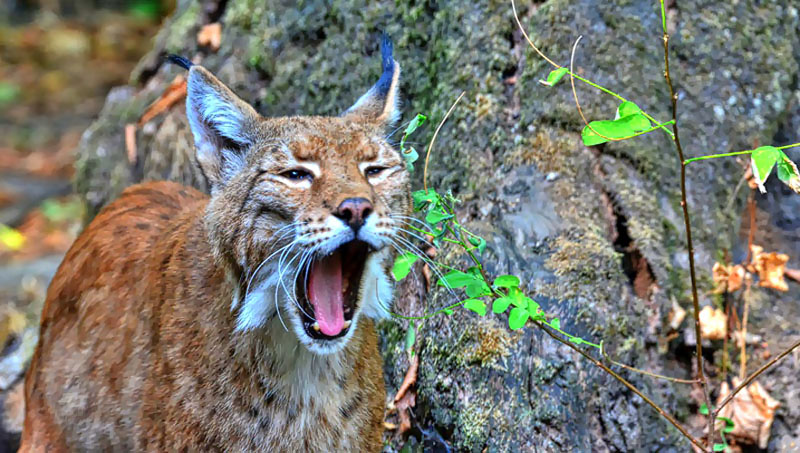 Der Eurasische Luchs - Fotos 1 - Medienwerkstatt-Wissen © 2006-2026 ...
