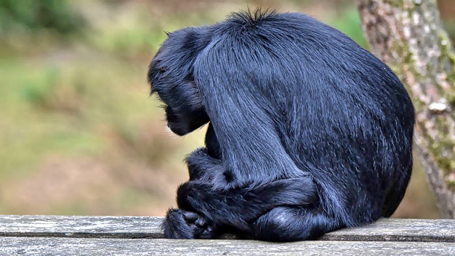 Braunkopf-Klammeraffe - allgemein - Medienwerkstatt-Wissen © 2006-2023 ...