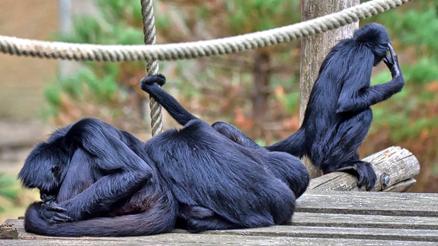 Braunkopf-Klammeraffe - allgemein - Medienwerkstatt-Wissen © 2006-2023 ...