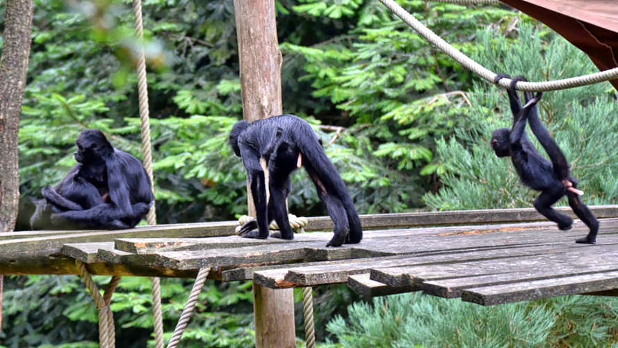 Braunkopf-Klammeraffe - Fotos 2 - Medienwerkstatt-Wissen © 2006-2024 ...