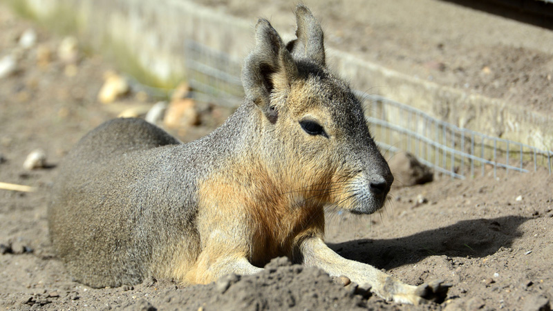 Große Mara - Medienwerkstatt-Wissen © 2006-2025 Medienwerkstatt