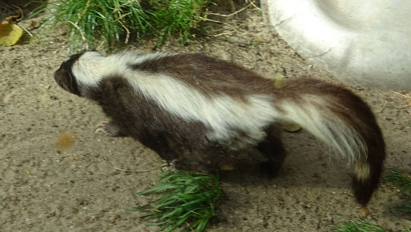 Stinktier - Medienwerkstatt-Wissen © 2006-2026 Medienwerkstatt