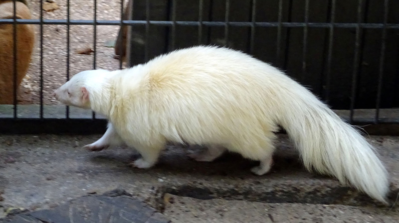 Stinktier - Medienwerkstatt-Wissen © 2006-2026 Medienwerkstatt