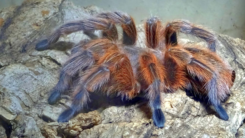 Rote Chile-Vogelspinne - Fotos - Medienwerkstatt-Wissen © 2006-2025 ...