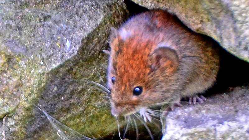 Feldmaus - allgemein - Medienwerkstatt-Wissen © 2006-2025 Medienwerkstatt