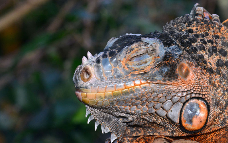 Grüner Leguan - Fotos 2 - Medienwerkstatt-Wissen © 2006-2025 ...