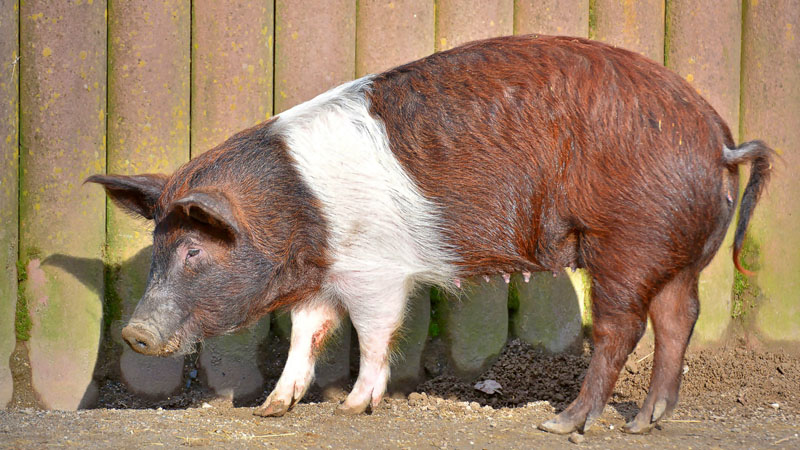 Husumer Protestschwein - Fotos 1 - Medienwerkstatt-Wissen © 2006-2026 ...