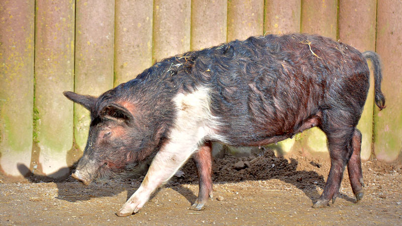 Husumer Protestschwein - Fotos 1 - Medienwerkstatt-Wissen © 2006-2026 ...