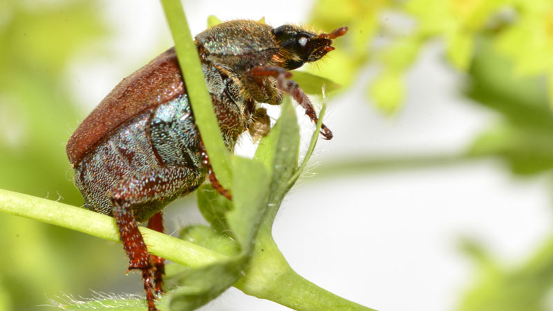 Blatthornkäfer - Fotos - Medienwerkstatt-Wissen © 2006-2025 Medienwerkstatt