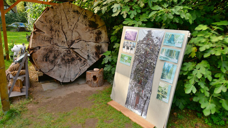 Arboretum Sequoiafarm Kaldenkirchen - Fotos 4 - Medienwerkstatt-Wissen ...