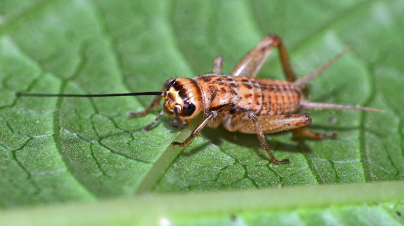 Heimchen - allgemein - Medienwerkstatt-Wissen © 2006-2025 Medienwerkstatt