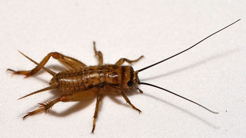 Heimchen: Bedeutung, Definition, Herkunft – HUNFM