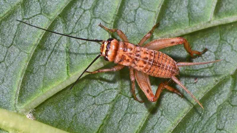 Heimchen - Fotos 1 - Medienwerkstatt-Wissen © 2006-2025 Medienwerkstatt