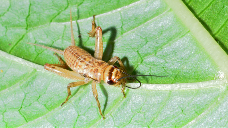 Heimchen - Fotos 1 - Medienwerkstatt-Wissen © 2006-2025 Medienwerkstatt